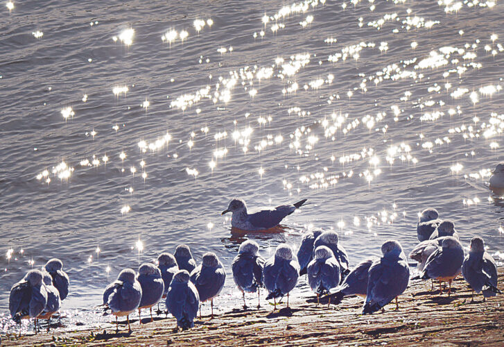 Reflective swim | News, Sports, Jobs - Marietta Times